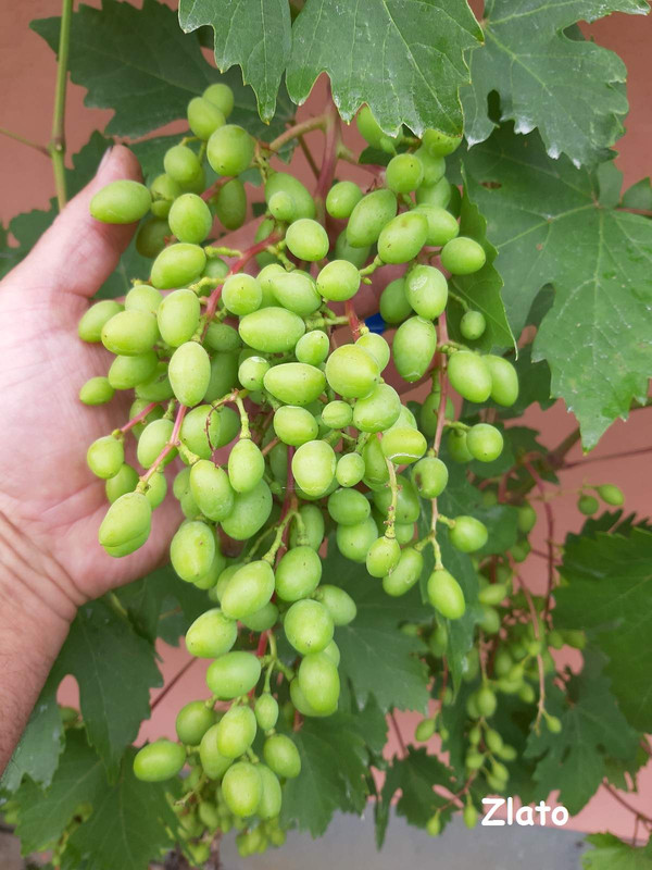 20220710 095215 — Postimages