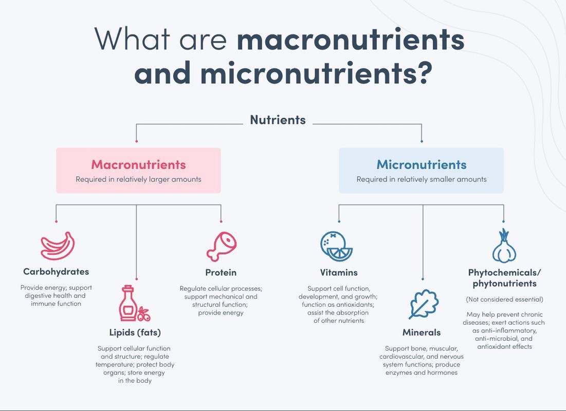 macronutrients and micronutrients infographic — Postimages