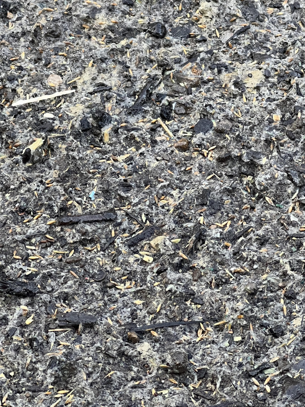 Seed1 — Postimages