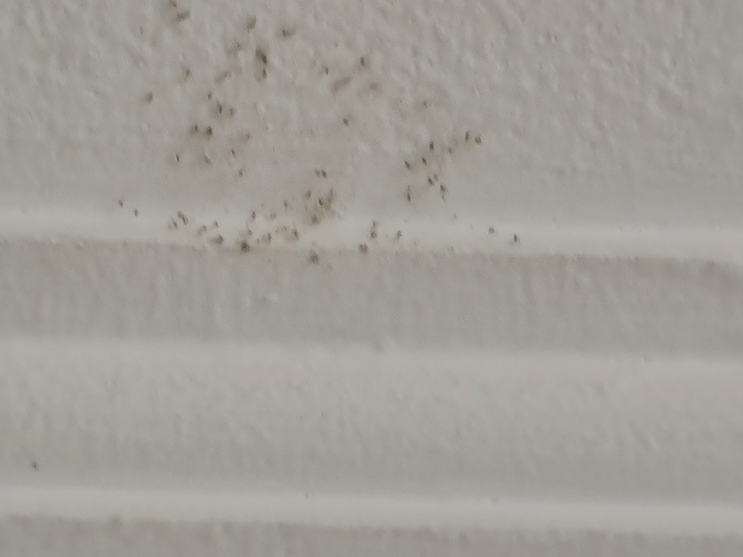 Small flies in groups on ceiling : r/pestcontrol