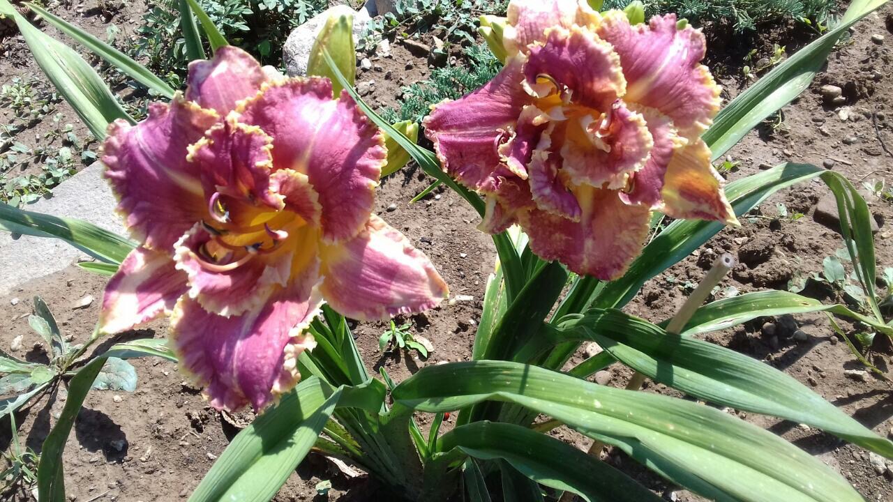 Хемерокалис Hemerocallis - Page 208 - Форум HobbyKafe.com