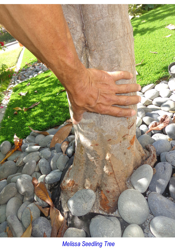 Melissa Mother Tree pic1c — Postimages