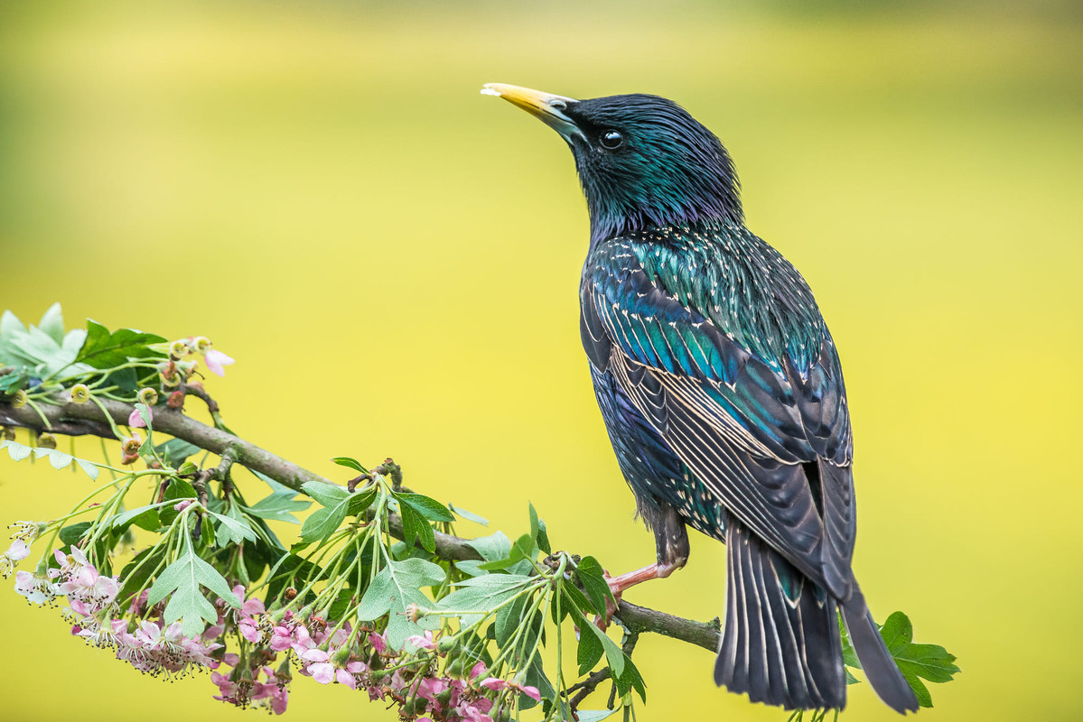 Common Starling — Postimages