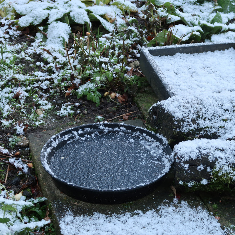 Frozen Bird Bath IMG 3686 2 — Postimages