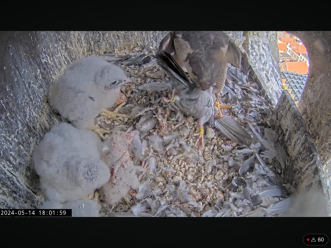 IMG 0832 — Postimages