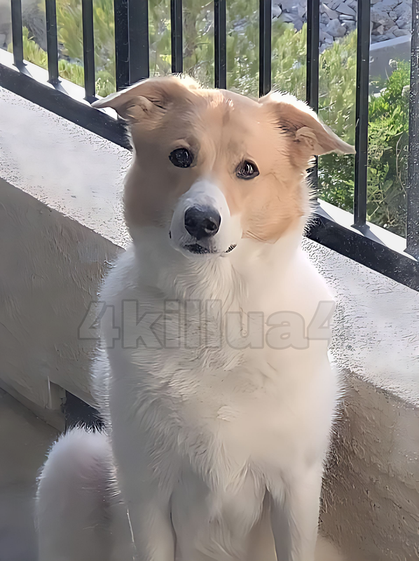 reduced the background brightness — Postimages