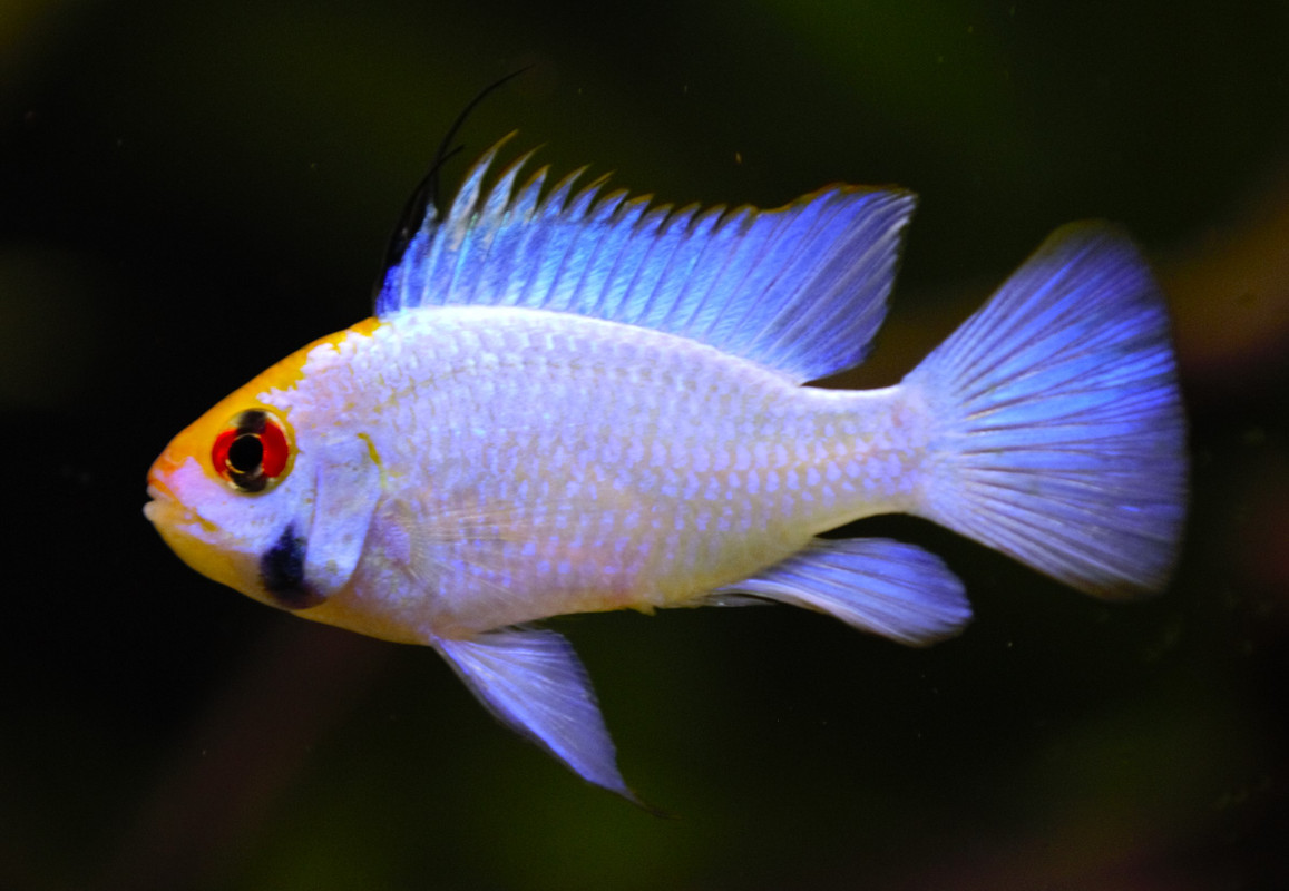 Blue ram — Postimages