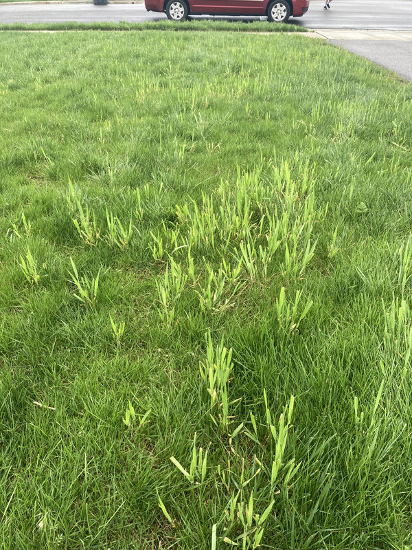Help with grassy weed Ohio - annual ryegrass? | Lawn Care Forum