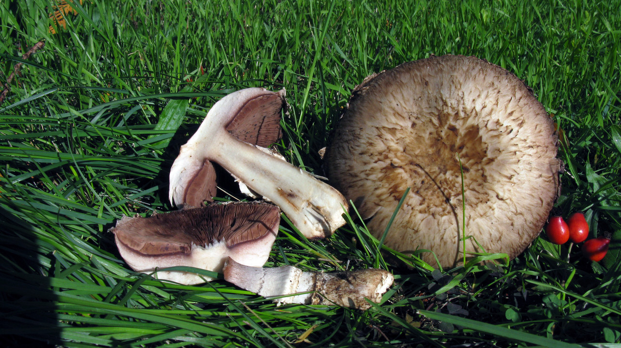 Agaricus bisporus 3 AWP 20191009 — Postimages