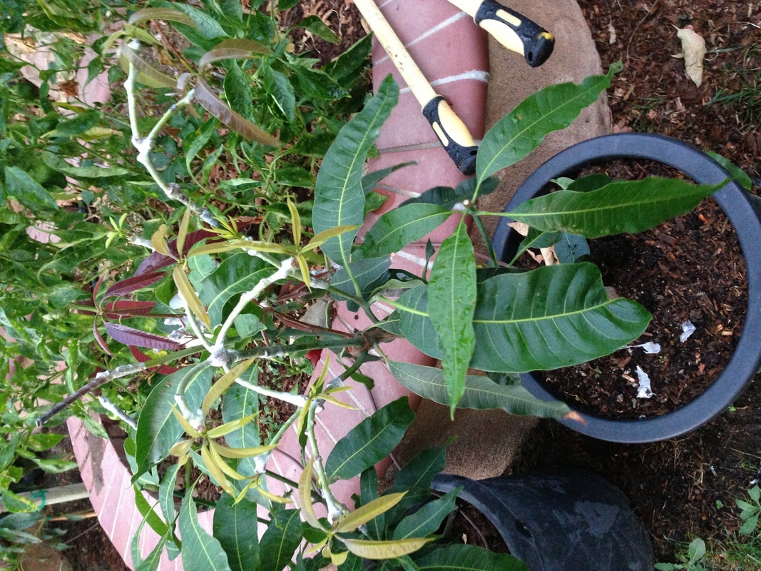 Mango — Postimages