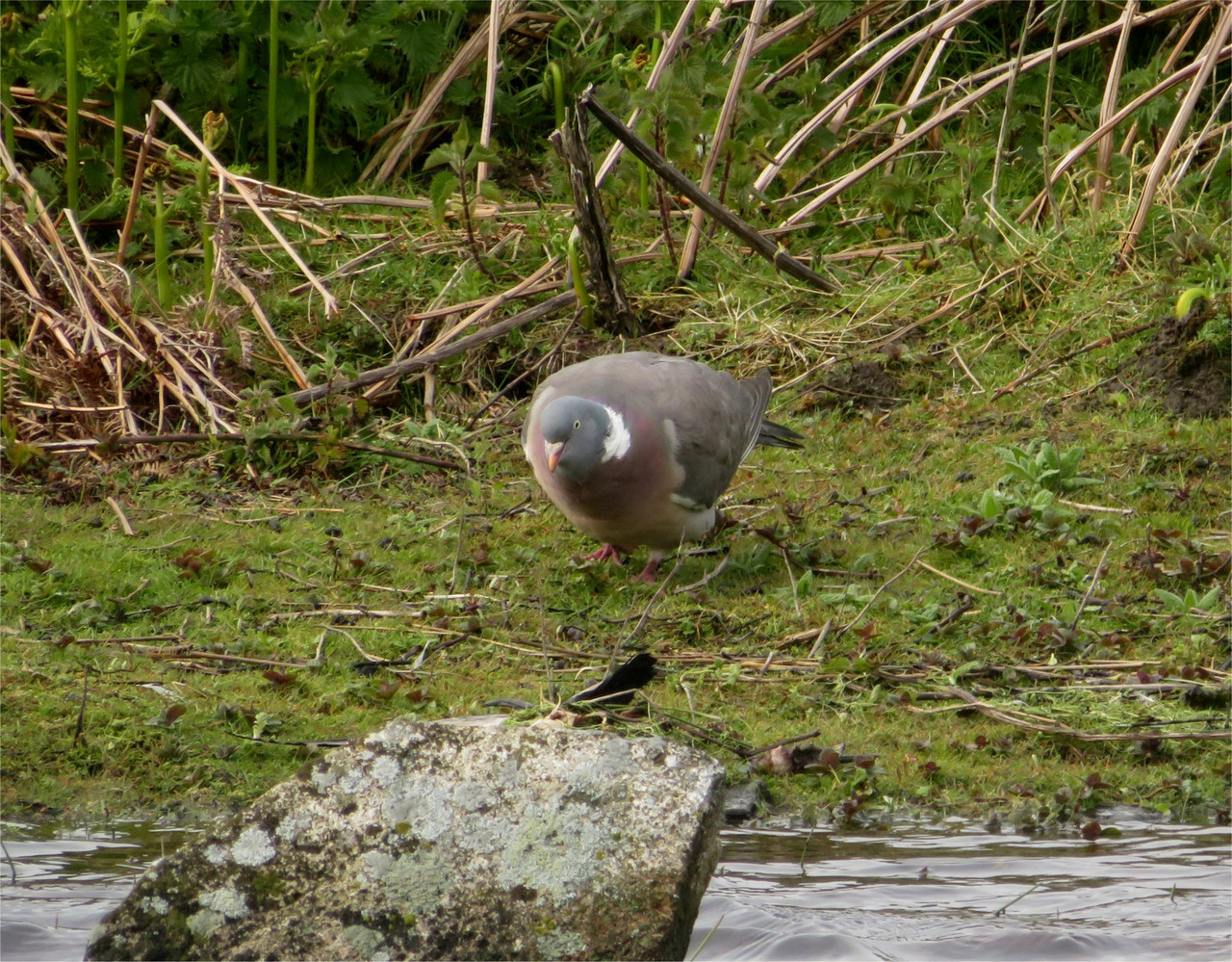 Wood Pigeon | Marnix's Bird Gallery