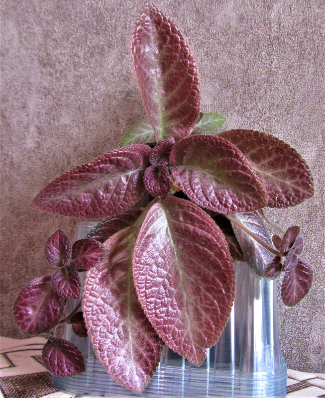 IMG 7286 — Postimages