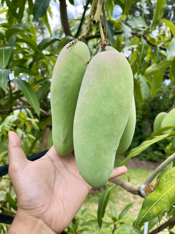 IMG 7096 — Postimages