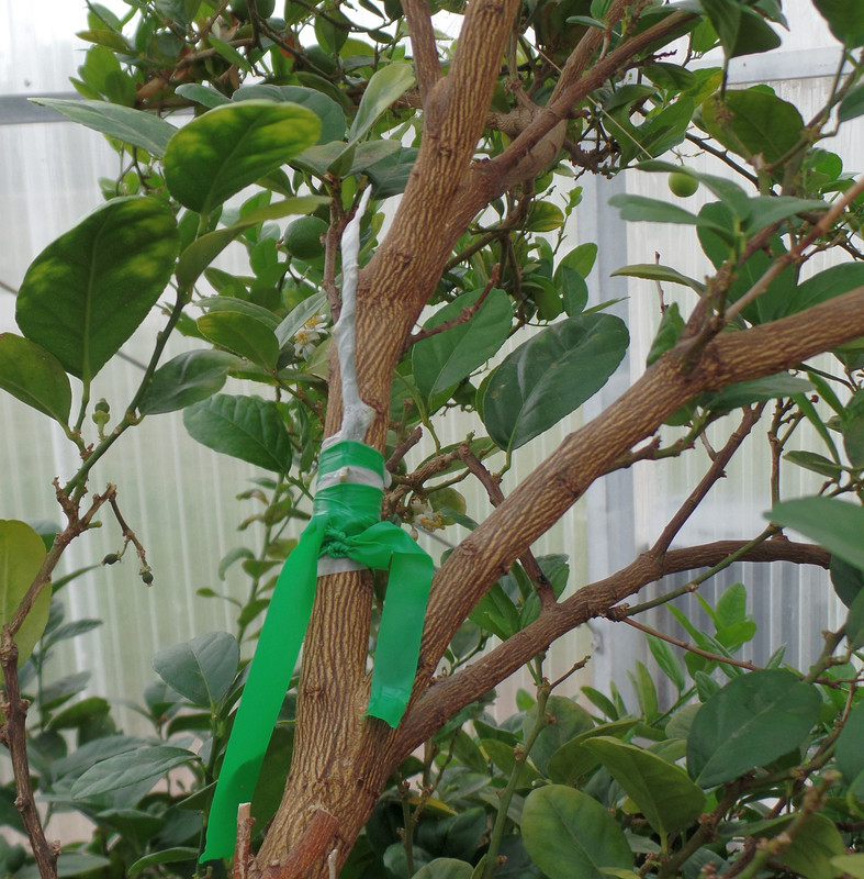 Persian Lime Graft March 30 — Postimages