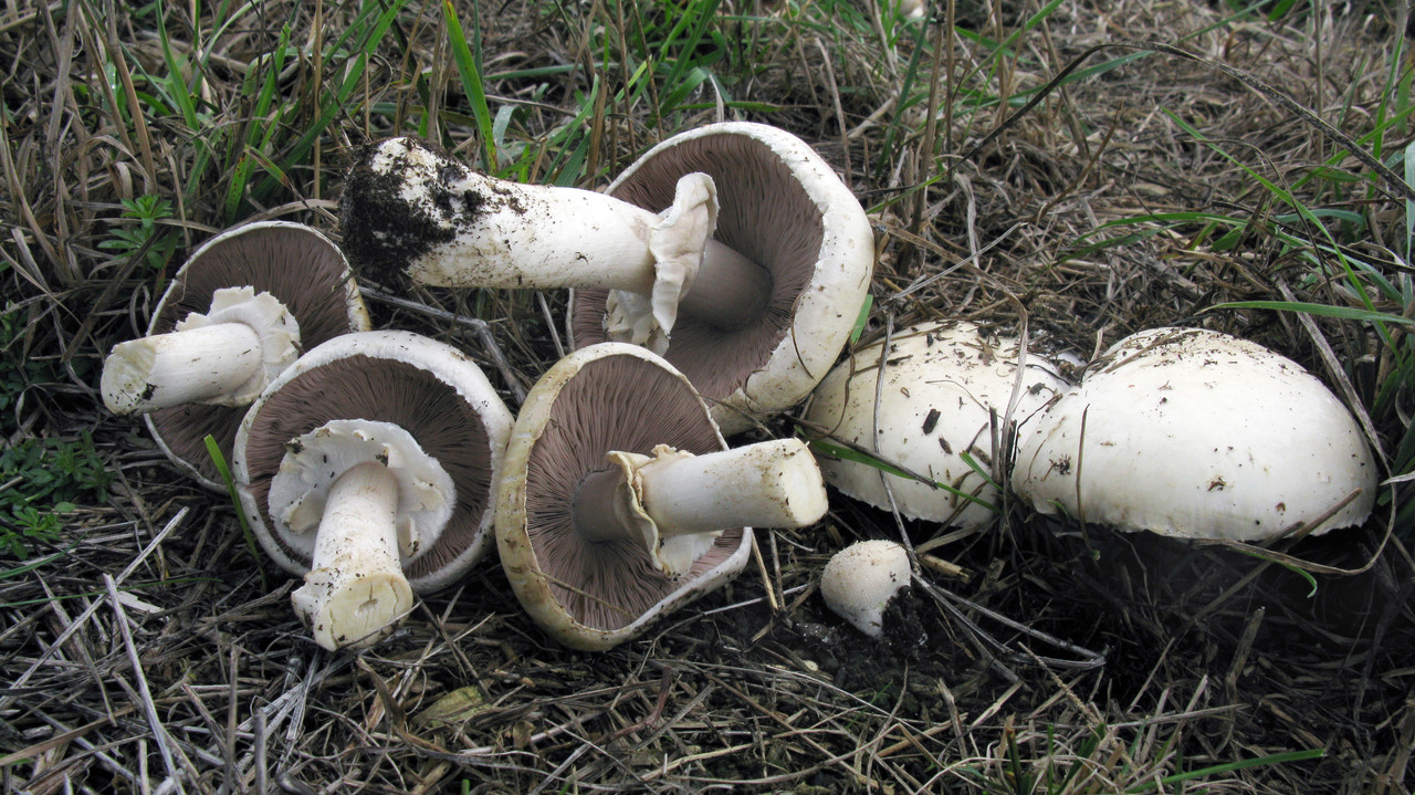 Agaricus arvensis AWP 20201012 — Postimages