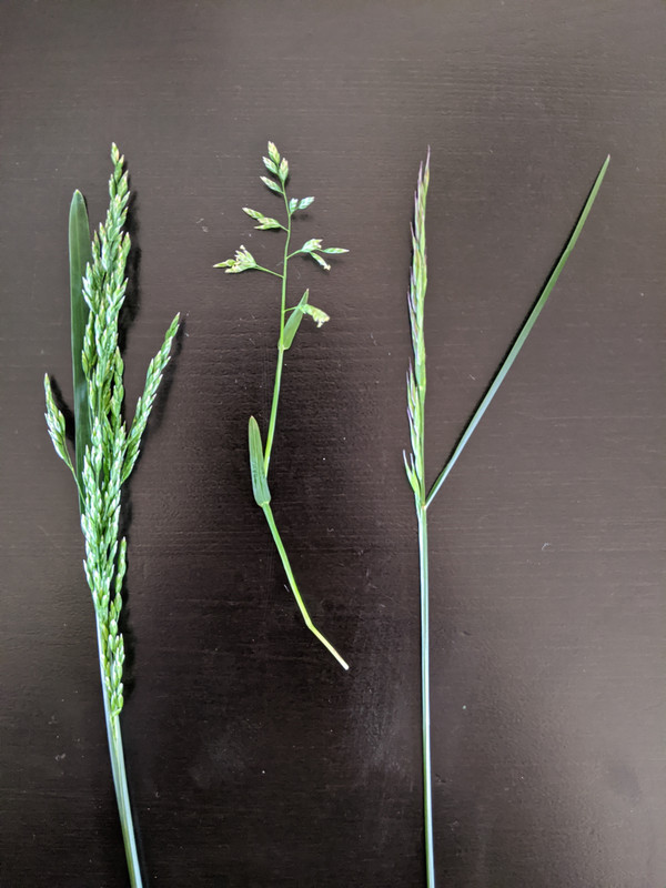 KBG vs POA A vs PRG (Picture Identification) | Lawn Care Forum