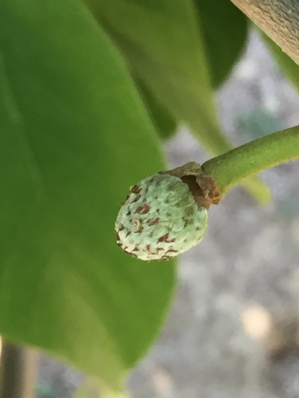 IMG 0268 — Postimages