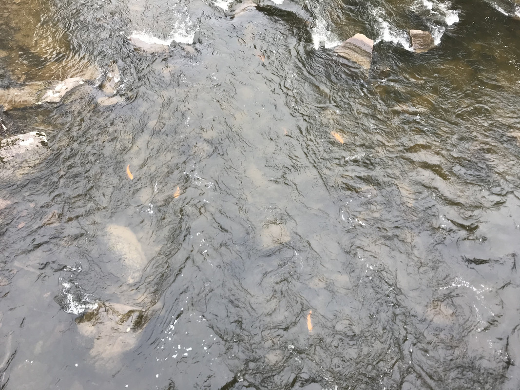 IMG 0289 — Postimages