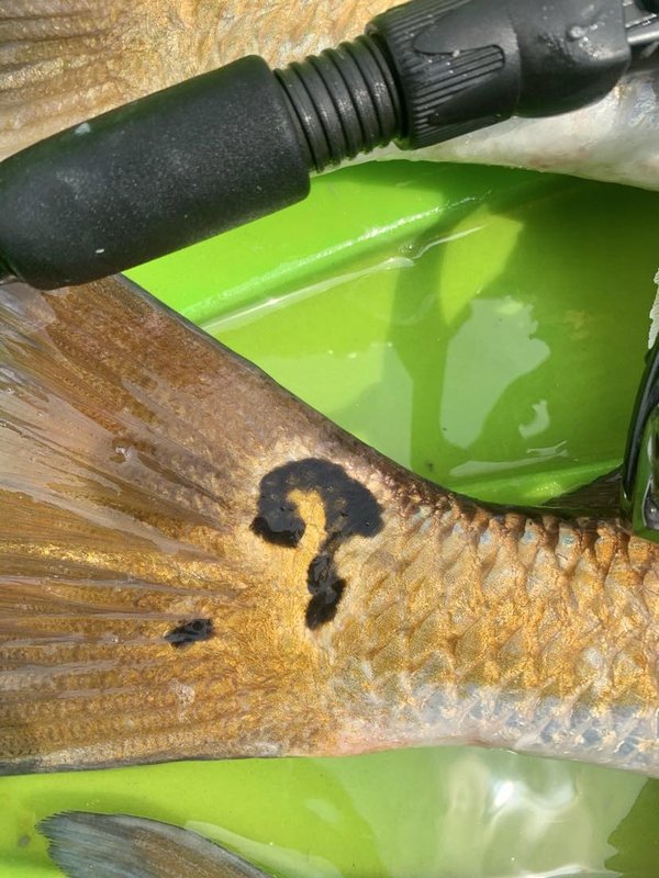 Wow, that was fun! | 2 Cool Fishing Forum