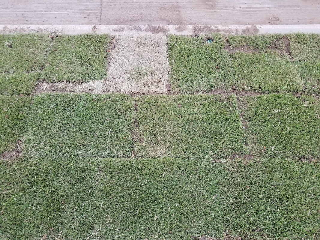 dead sod square | Lawn Care Forum