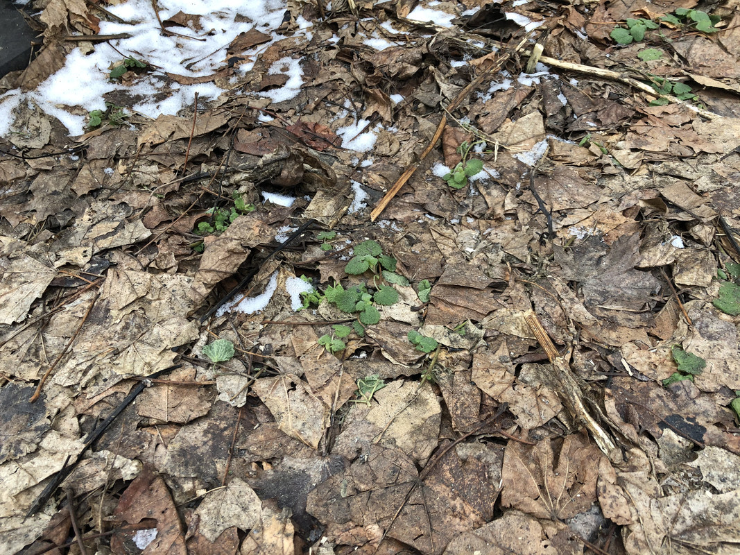 Weed1 — Postimages