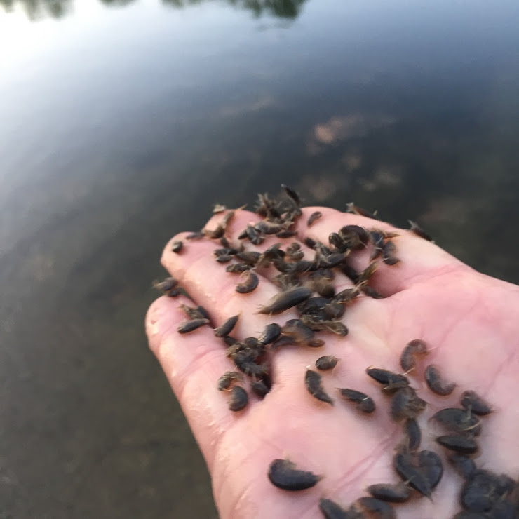 Scud Bug From Little Red River