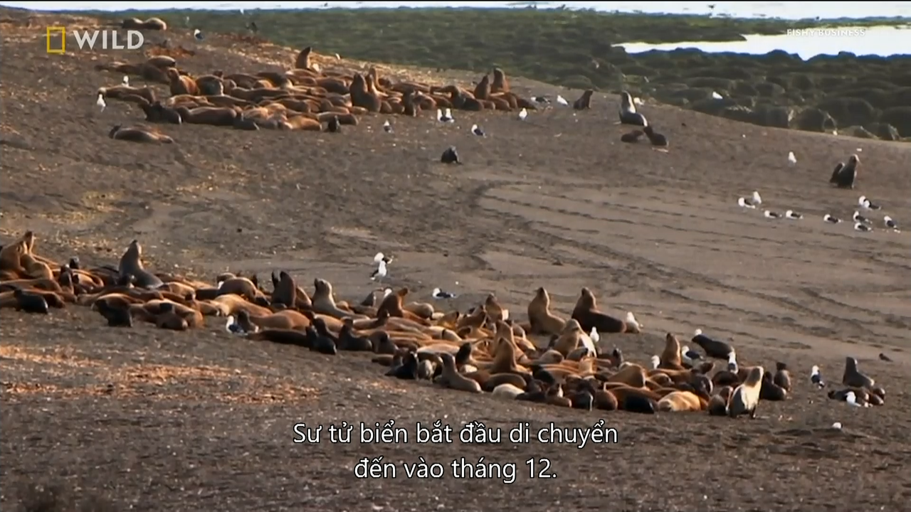 World's Deadliest Whale ts snapshot 18 56 318 — Postimages