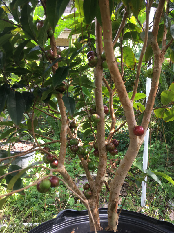 Scarlet fruit 5 8 — Postimages