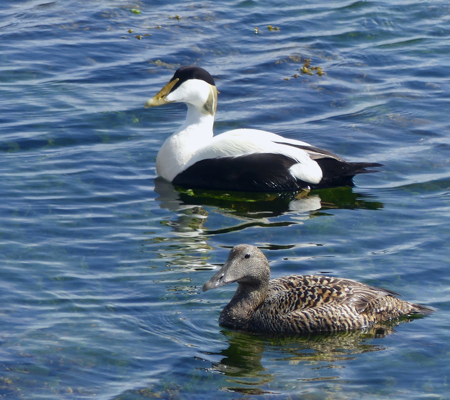 EIDER DUCK 14 020624 — Postimages