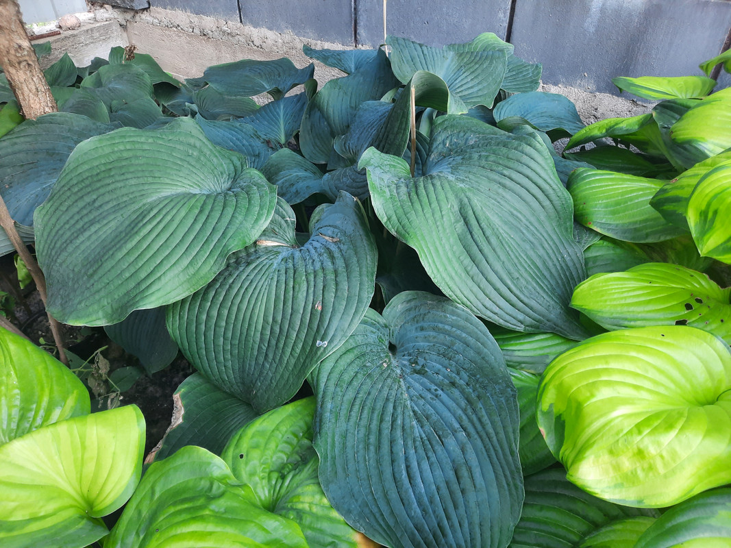 BLUE ANGEL — Postimages