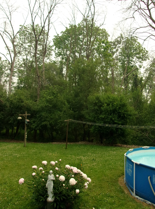 Backyard haze — Postimages