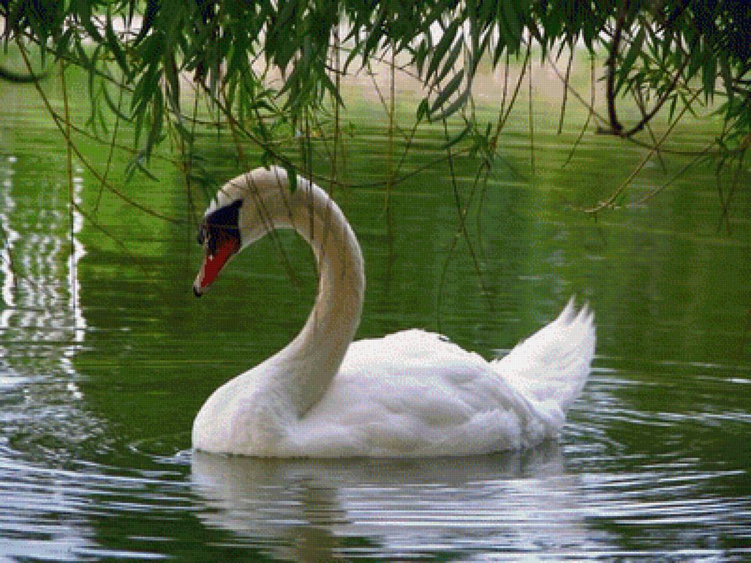 preview — Postimages