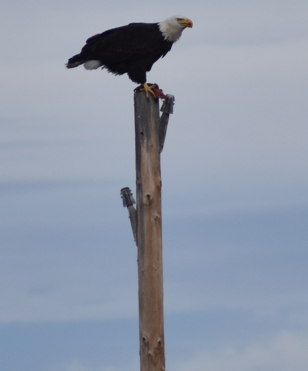 Bald eagle alturas house (2) — Postimages
