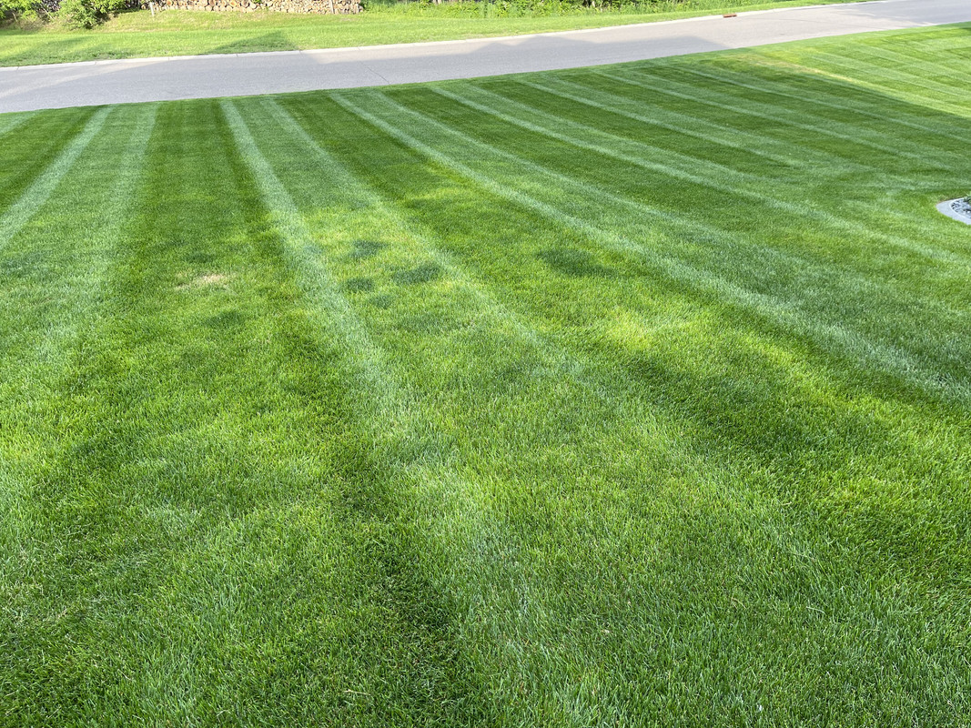 Extreme uneven color | Lawn Care Forum