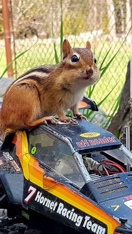 What's in your "RC zoo"? - General discussions - Tamiyaclub.com