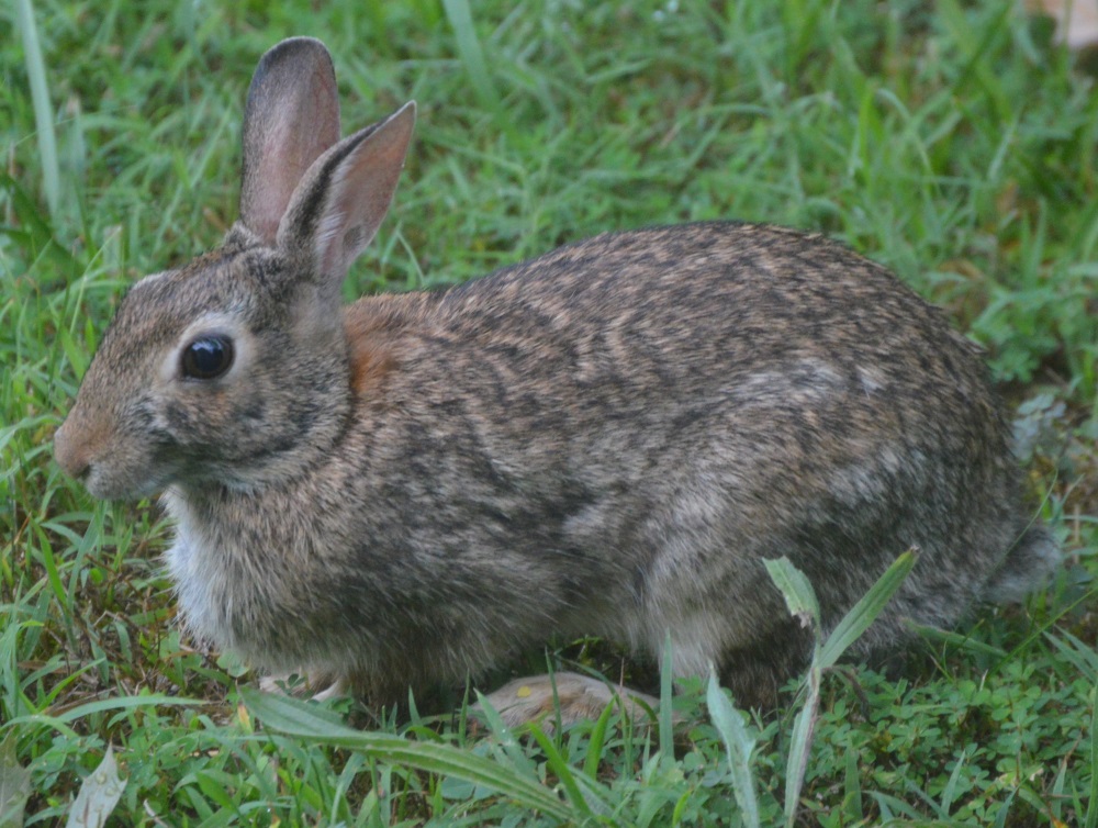 Want to build a simple shelter for wild rabbits > General Discussion ...