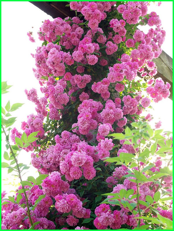 PINK ROSES 2103 — Postimages