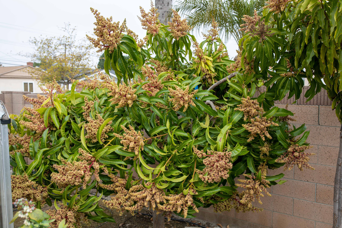 8 U1 A8344 Coconut Cream Mango Tree Flowering (3 25 2022) — Postimages