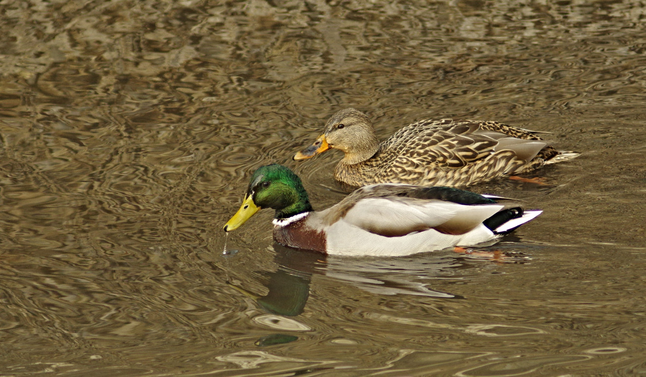 Jupiter 21 M All images wide open f4 — Postimages