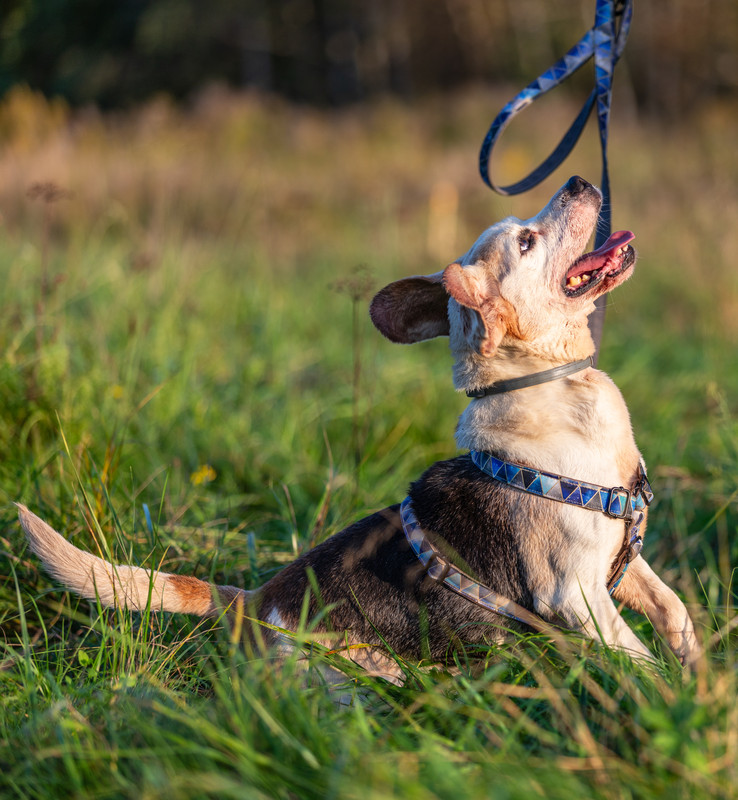 Tores 4 — Postimages