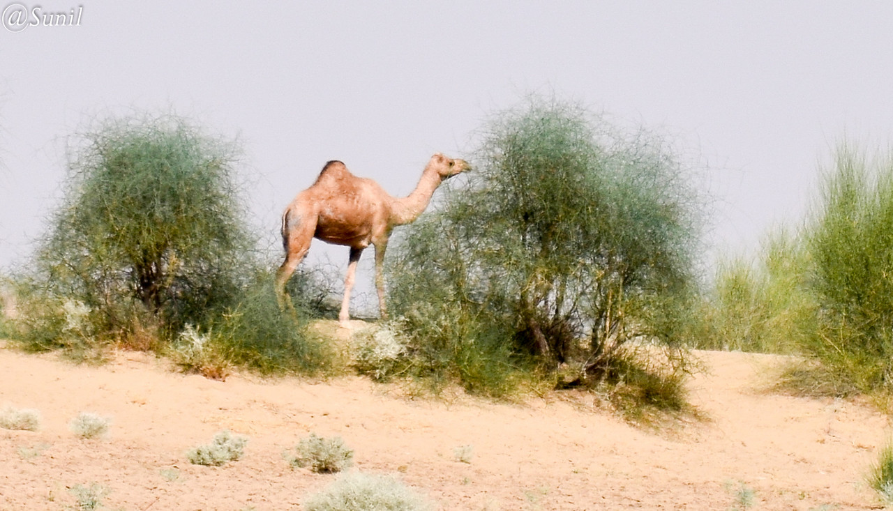 Drive to Munabao, the last Indian Railway Station on the rail link to ...