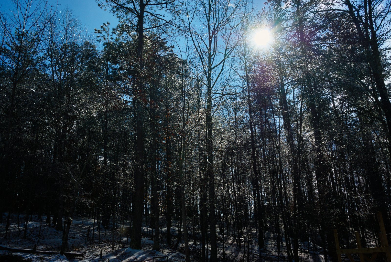 Iced Trees — Postimages