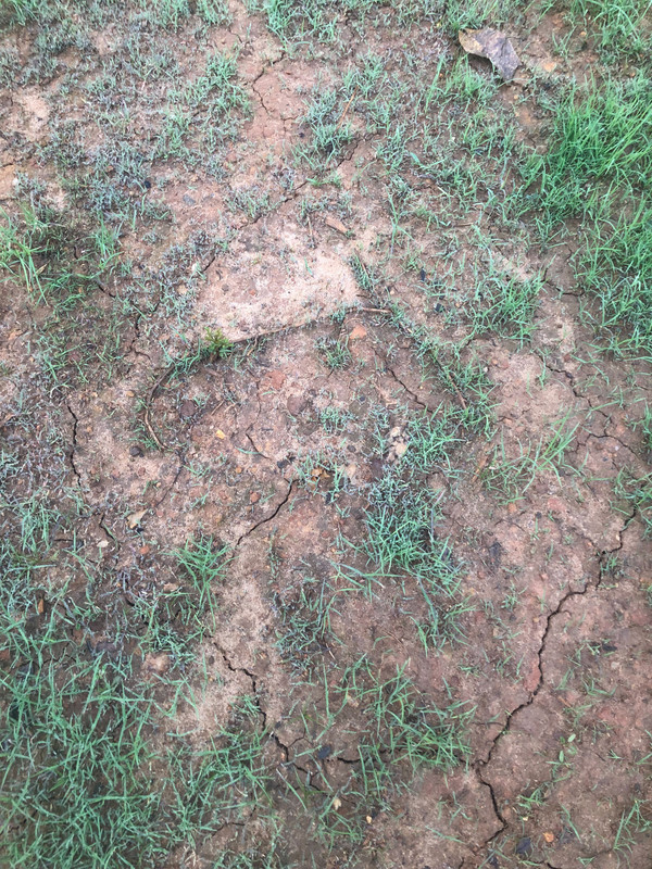 New grass dried/cracking dirt | Lawn Care Forum