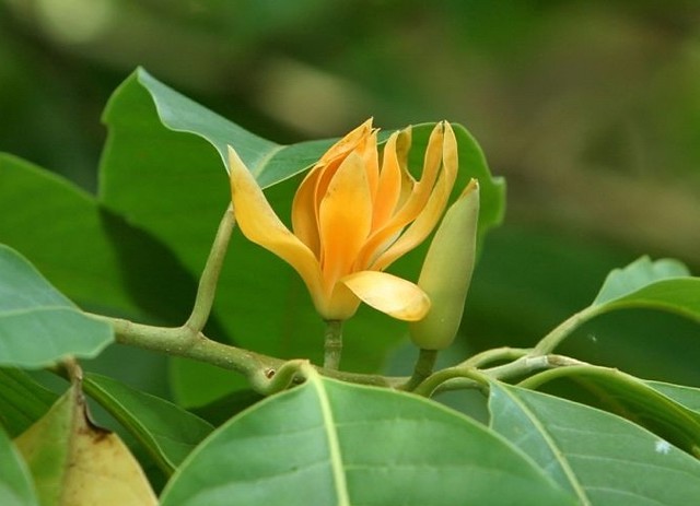 The Charm of Ancient Thai Flowers and Traditional Fragrant Plants You ...