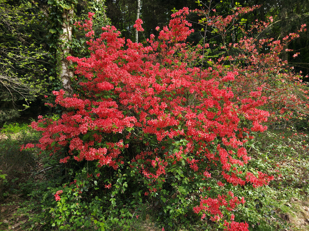 50 MP — Postimages