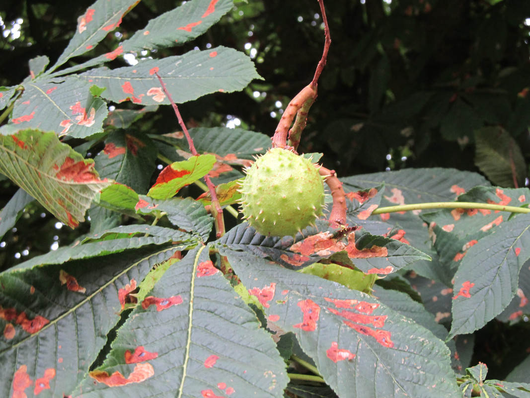 conker case — Postimages