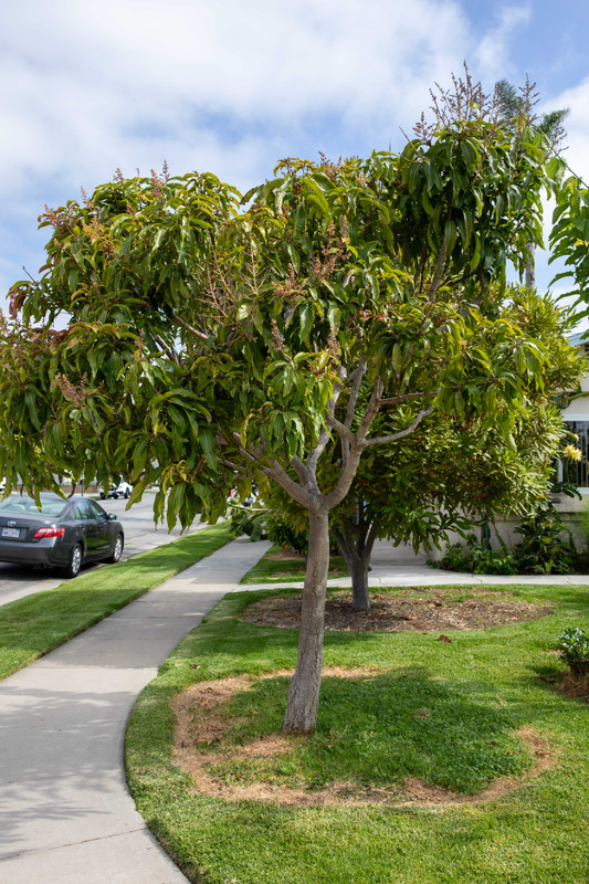 8 U1 A2066 Lemon Zest Mango Tree Still Blooming (6 14 2024) — Postimages