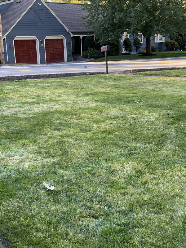 Just bleaching or one big weed? | Lawn Care Forum