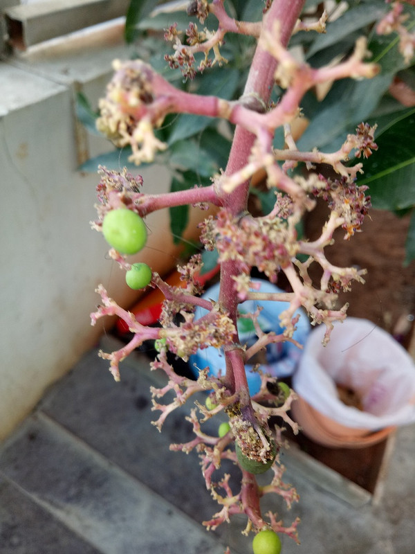 mango2 — Postimages