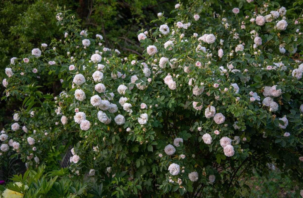 IMG 10838007a380f8a5f2fc9c901d5725cb V — Postimages